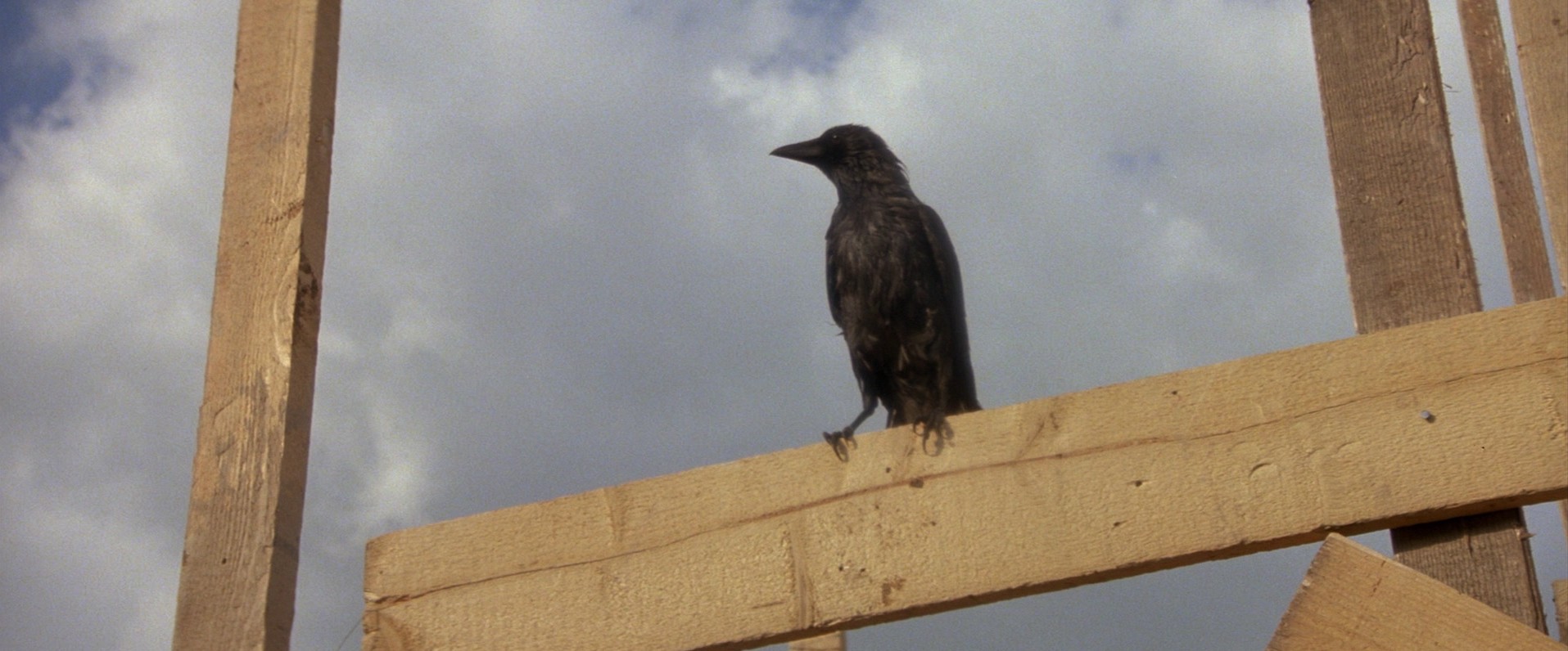 The-crow-OMEN-IIs-foreboding-symbol - Richard Charles Stevens Fusions