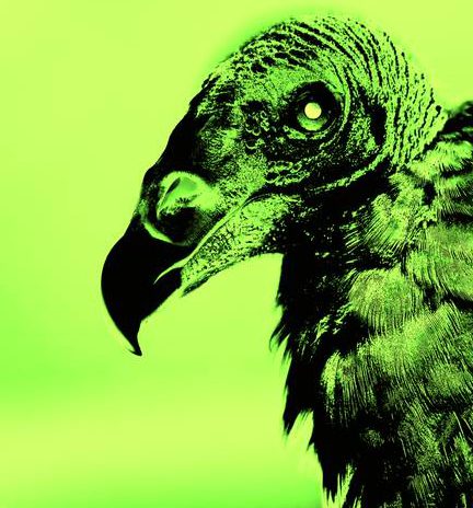 Evil-Bird_art - Richard Charles Stevens Fusions