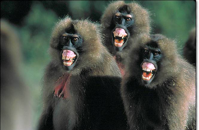funny-laughing-baboons - Richard Charles Stevens Fusions